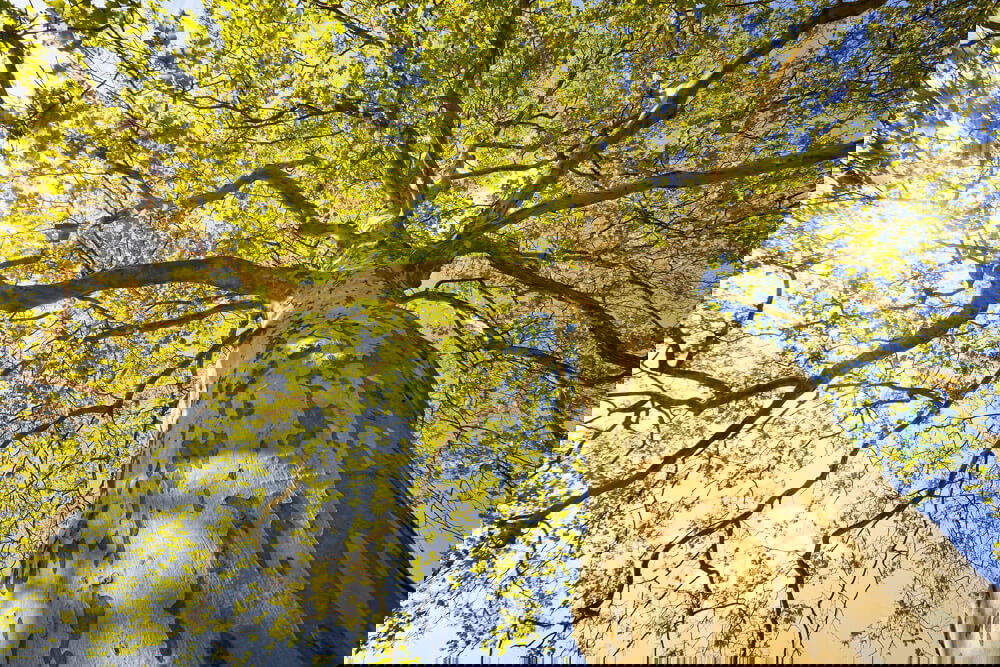 Tapet 'Green Canopy Tree' upptäck | KunstLoft